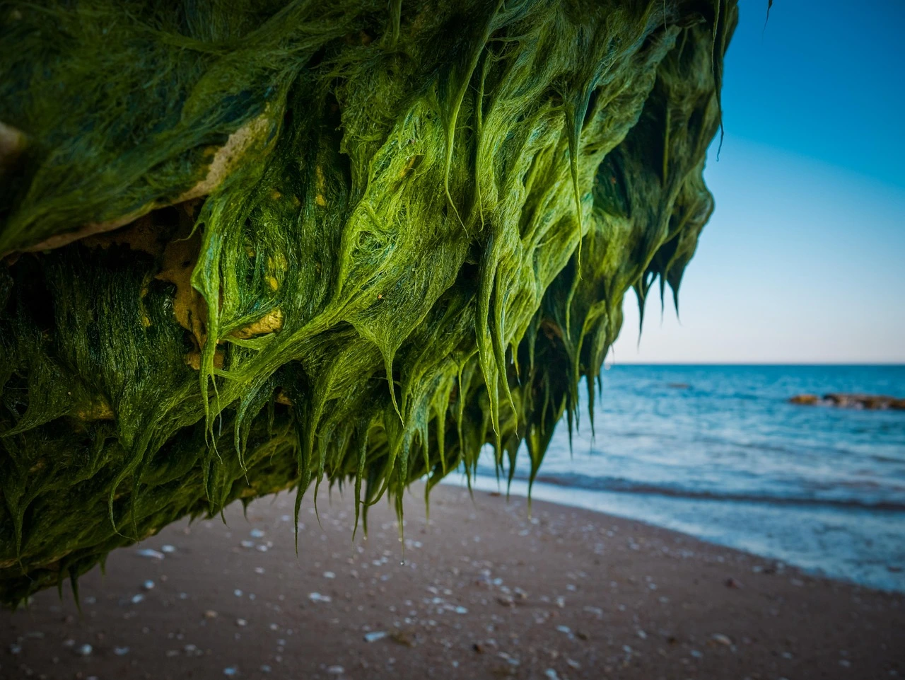 Women and Sea Moss: Separating Hype from Science - Global Health Beacon